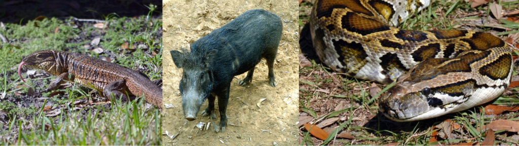 An Assessment of Invasive Species Range Shifts in the Southeastern U.S ...